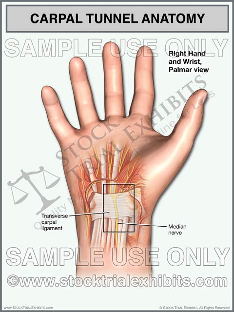 Right Wrist Anatomy