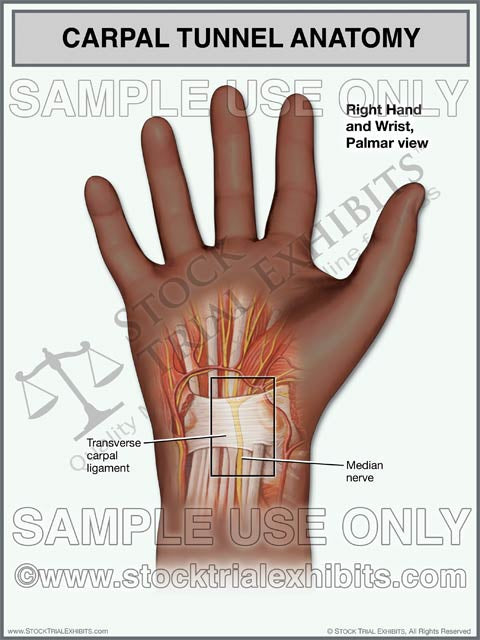 Carpals Anatomy