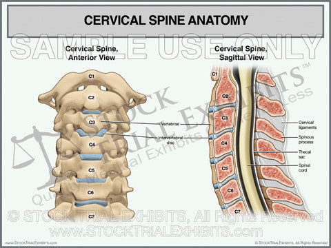 Cervical Neck Anatomy Cervical Radiculopathy | Complete Physio